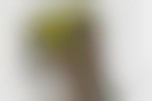 Sustainable Urban Tree Pods : tree pods