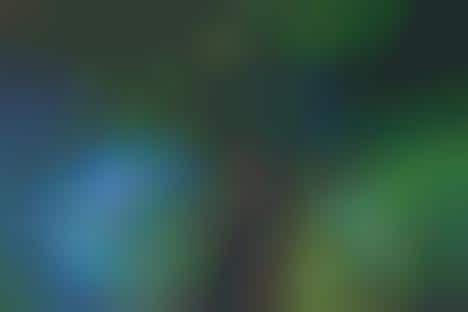 Multi-Sensory Forest Installations : forest installation