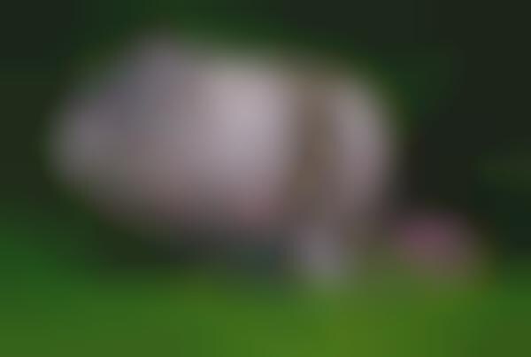 Portable Pig-Themed Rentals : Pig Pod