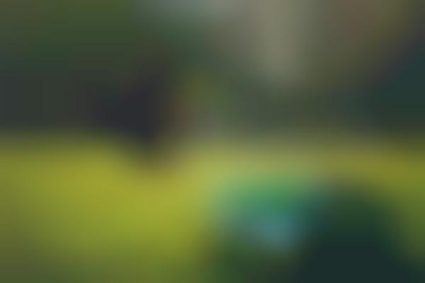 Pet Waste-Cleaning Robots : 'Beetl' robot