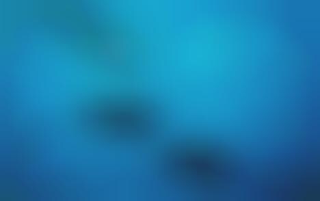 Bionic Penguins: Festo Bionic Learning Network Creates Aquatic & Flying ...