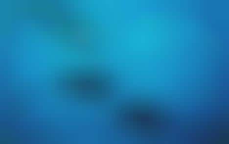 Bionic Penguins: Festo Bionic Learning Network Creates Aquatic & Flying ...