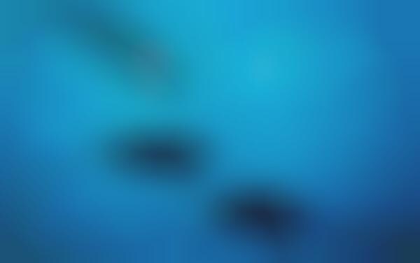 Bionic Penguins: Festo Bionic Learning Network Creates Aquatic & Flying ...