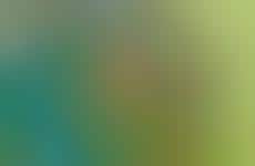 Protein-Rich Rice Blends : pulses and rice