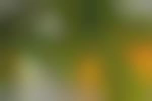 Health-Tracking Plant Sensors : greensens