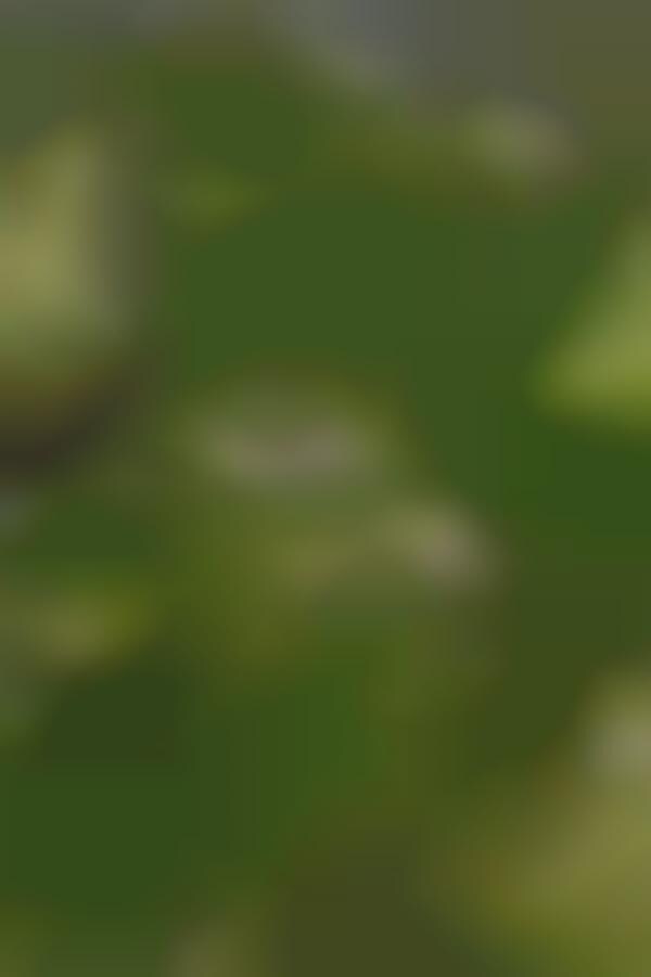 Detoxifying Algae-Infused Tiles : Contaminated water solution