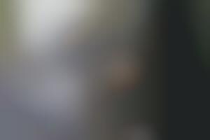 Depressed Dogs: Expressive Pugs Show Their Vulnerable Side in Viral Photos