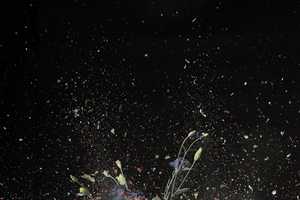 Exploding Flowers: Ori Gersht is Inspired by a 19th Century Painting