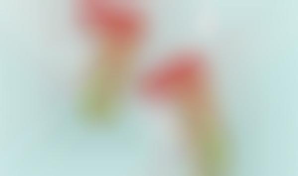 Plant-Based Sustainable Toothpastes : Vegan Toothpaste in Recyclable Tubes