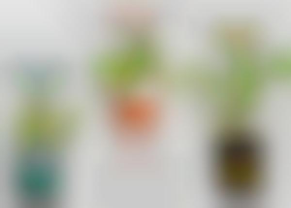 Ultra-Compact Indoor Garden Pods : mini indoor gardens