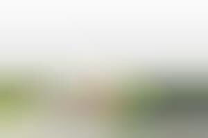 White Tea Salty Toothpastes : bamboo salt toothpaste