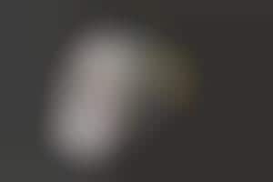 Endangered Species Card Decks : Nature of Life Deck