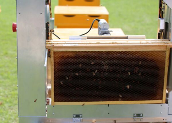 Automated Beekeeping Devices : beekeeping device