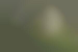 Insect Architecture: Helen Nodding Helps Out Bugs With Mini Bridges