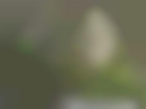 Insect Architecture: Helen Nodding Helps Out Bugs With Mini Bridges