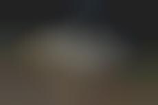 Amphibious Automobiles: Scamander RRV is a Land Animal and a Water Monster