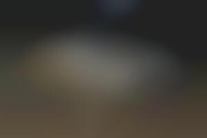 Amphibious Automobiles: Scamander RRV is a Land Animal and a Water Monster