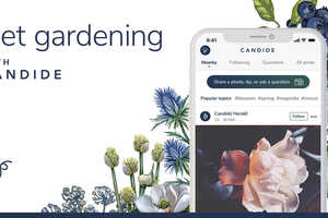 Plant ID Apps : candide
