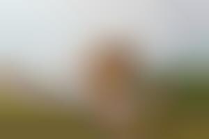 Hexagonal Home Extensions : Reddymade