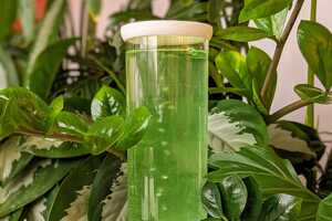 Algae-Powered Air Purifiers : AlgenAir Aerium