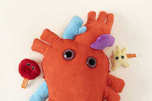 Educational Anatomy Toys : Giant Heart with Hidden Cells