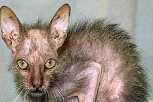 Ugly Bat Cats: Feline Finds Internet Fame Through Ornery Looks