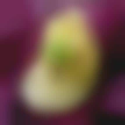 85 Outrageous Edible Objects