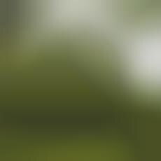 Feral Homes: Abandoned Houses in Detroit Become Feral Beasts in Summer