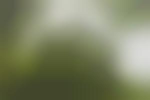 Feral Homes: Abandoned Houses in Detroit Become Feral Beasts in Summer