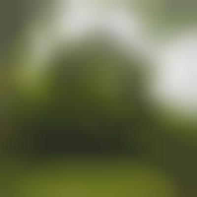 Feral Homes: Abandoned Houses in Detroit Become Feral Beasts in Summer