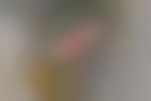 Skincare Shower Head Attachments : Shower Infuser