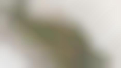 Green Medium-Density Developments : medium-density development