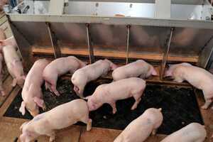 Pig-Weighing Pen Cameras : dol sensors