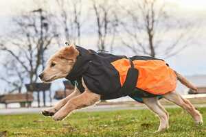 Winterized Active Dog Jackets : insulated dog jacket