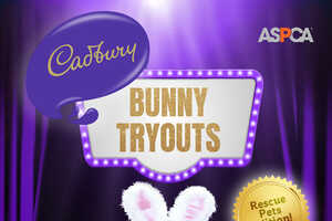Rescue Pet-Supporting Campaigns : cadbury bunny tryouts