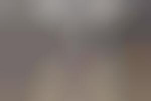 Service Dogs Trained to Fetch Cash: