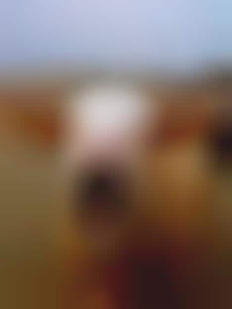 Cow Turns Carnivorous And Eats Live Chickens: