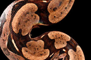 Snakes in Big Cities: Multiple Snake Sightings Have New Yorkers on Edge