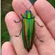 Bug Buddha Sculptures: 89-Year-Old Man Creates Sculpture from 20,000 ...