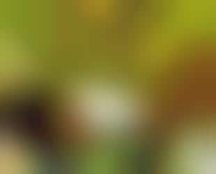 Urban Foraging: Eating Local Goes Inner City As Pedestrians Pluck Food ...