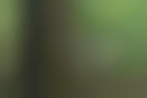 Reskinning Nature: Bobby Neel Adams Turns Trees Into Transformers