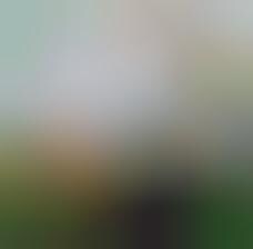 Doggie Disaster Duds: The Pet Emergency Evacuation Jacket Might Save ...