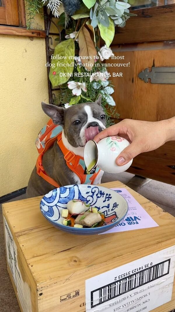 Seasonal Pet-Friendly Menus : pet friendly menu