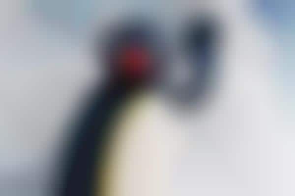 Animated Series Reboots : Pingu Animated Series