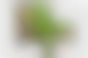 Moss-Covered Modernity: Jo Meesters' Natural Blend of Furniture and the Outdoors