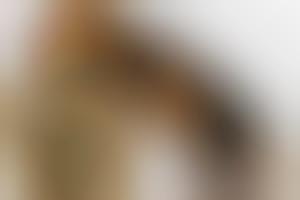 Lost Pet Amber Alerts: Emergency Dog and Cat Recovery Assistance Helps ...