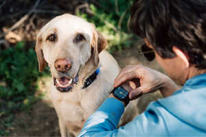 AI-Powered Dog Collars : Fi Series 3 Plus