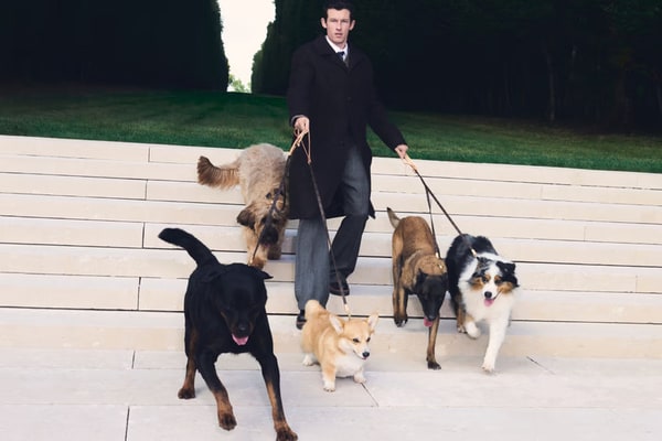 Couture Canine Accessories: The 2026 Louis Vuitton Dog Accessories ...