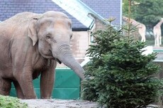 Zoo Tree Recycling Initiatives : Belfast Zoo's Treecycling