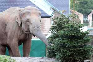 Zoo Tree Recycling Initiatives : Belfast Zoo's Treecycling